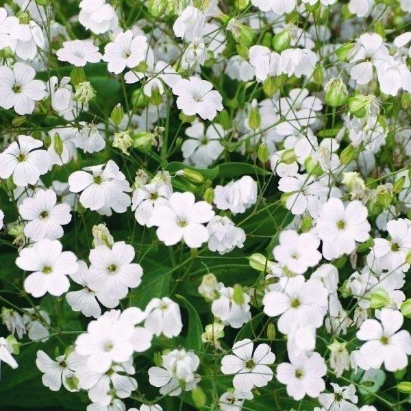 ●商品情報アレンジにも使える●お届け状態種●分類多年草●花期(約)6〜9月●草丈(約)60cm※種子の粒数は、目安を記載しております。実際の粒数と差異がありますが、ご了承ください。採種地の気候等の播種条件により粒状・大きさが異なる場合があり...