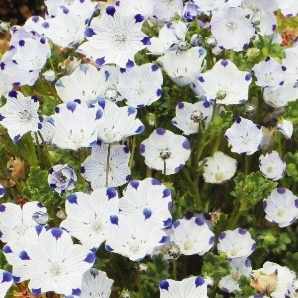 ●商品情報次々と花が咲く●お届け状態種●分類1年草●花期(約)春●草丈(約)10cm※種子の粒数は、目安を記載しております。実際の粒数と差異がありますが、ご了承ください。採種地の気候等の播種条件により粒状・大きさが異なる場合があります。播種...