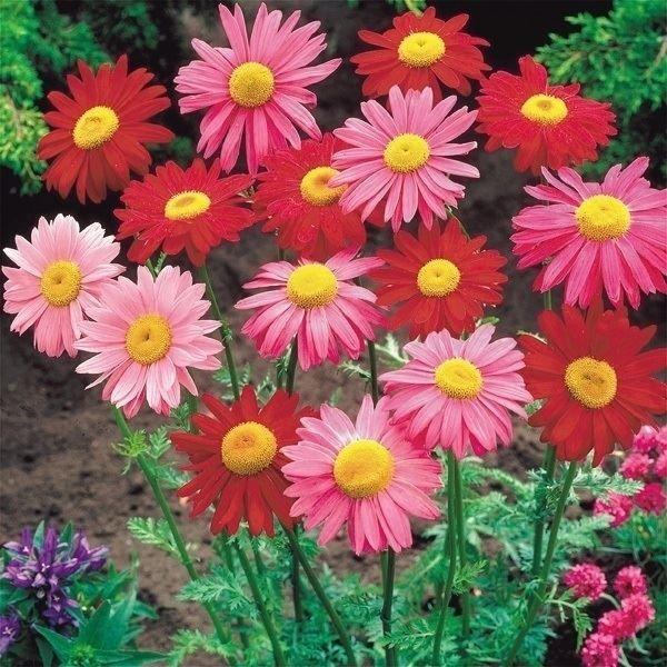 ●商品情報育てやすく華やか！●お届け状態種●分類多年草●花期(約)5〜6月●草丈(約)70cm※種子の粒数は、目安を記載しております。実際の粒数と差異がありますが、ご了承ください。採種地の気候等の播種条件により粒状・大きさが異なる場合があり...