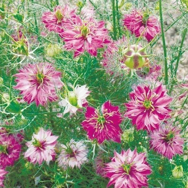 ●商品情報群植すると見事な風景●お届け状態種●分類1年草●花期(約)初夏●草丈(約)50cm※種子の粒数は、目安を記載しております。実際の粒数と差異がありますが、ご了承ください。採種地の気候等の播種条件により粒状・大きさが異なる場合がありま...