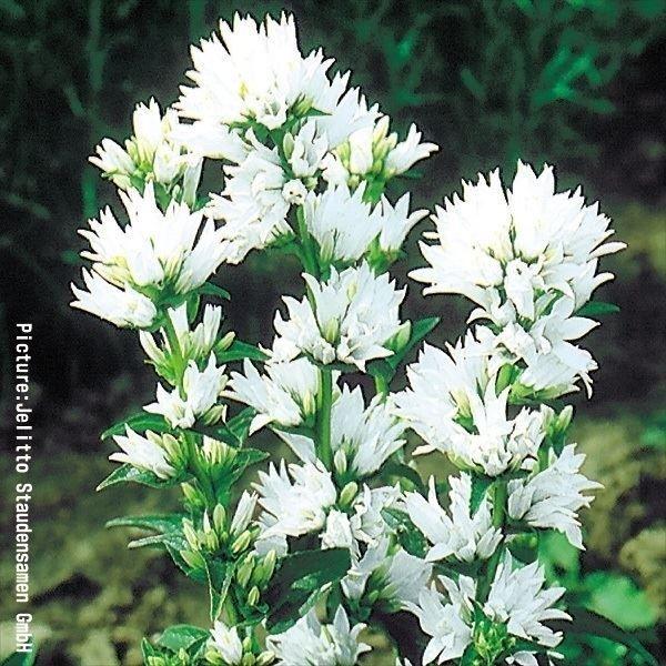 ●商品情報　「リンドウ咲きカンパニュラ」とも。リンドウに似たベル形の花を、上向き咲きに多数密集して咲かせます。性質強健で育てやすく、切花にも人気。   ●お届け状態種子   ●発芽適温 15〜20℃   ●分類多年草   ●開花時期6〜8月...