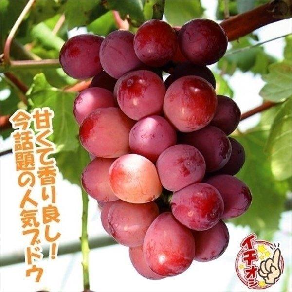 ●商品情報：栽培し収穫を経験した農家さん達が「大粒で甘く、着色良い赤ブドウだ! 」と大絶賛!  栽培面積を増やそうとする動きから、苗木の引き合いが増えているとか。「巨峰」「ピオーネ」より若干収穫が遅いことと、より高糖度・低酸の美味しい大粒果...