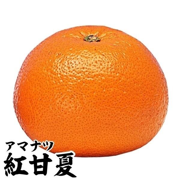 ●商品情報：名の通り、果皮・果肉の色が濃いのが特徴のアマナツ。甘夏より糖度高く、爽やかな味わい。●お届け状態：接木1年生根巻苗●分類：常緑樹●収穫期(約)：12〜1月●生長後の樹高(約)：2.5〜3m●耐寒性：中/冬は霜除けしてください●日...