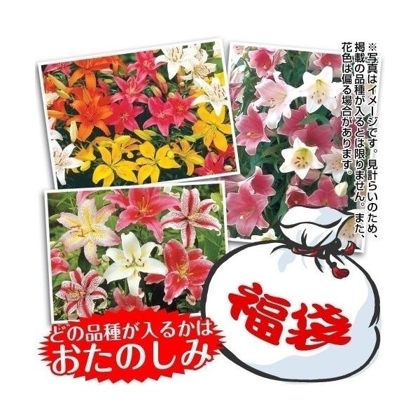 ●商品情報：6月に植えて8月頃に咲くように冷凍処理を施したゆりの球根。お盆シーズンの切花に!いろいろ入ってお買得な福袋。見計らいのため、掲載の品種が入るとは限りません。また、花色は偏る場合があります。予めご了承ください。写真はイメージです。...
