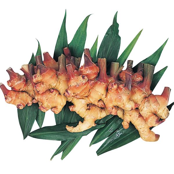 ピリッと辛い人気品種●商品情報：株元が紅色に染まり、驚くほど鮮やか!軟化栽培した筆ショウガは高級野菜としても有名です。辛味成分ジンゲロールが他のショウガよりも豊富に含まれています。●お届け状態：種ショウガ●日照：半日陰●収穫期：9〜11月●...