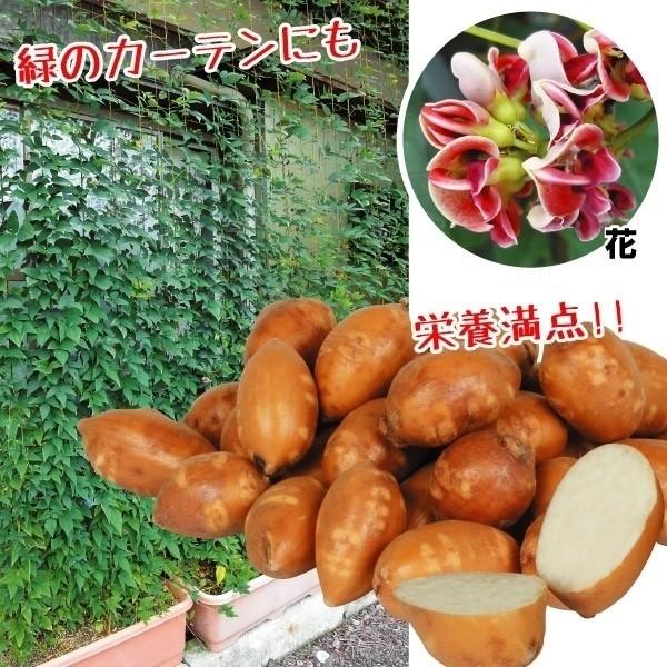 イモはお料理に、花はお茶に、つるは緑のカーテンに。●商品情報：ひとくちサイズの小さなイモには、栗やサツマイモを想わせるほんのりとした甘味と香ばしさがあり、とっても美味しいA食物繊維や鉄分、カルシウム、ナトリウムなどの栄養素を豊富に含有。さら...