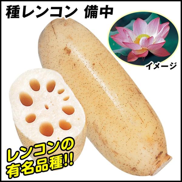 ビタミンC豊富●商品情報：穴があいていることから「見通しがきく」とされ、縁起物として重宝されるレンコン!しかも、食物繊維やビタミンCもたっぷりです。夏には美しい花が楽しめる上、花後の実は生食や炊き込みご飯に。レンコンの有名品種である備中。関...