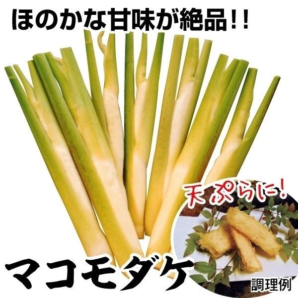 ほのかな甘みが天ぷらに最高●商品情報：タケノコのような食感で、アクやクセがなく旨い! 水田やバケツなどで栽培します。サラダ・炒め物・天ぷらなどに。●お届け状態：素掘苗●分類：多年草●日照：日なた●耐寒性：強 / 寒冷地でも地植えOK●収穫期...