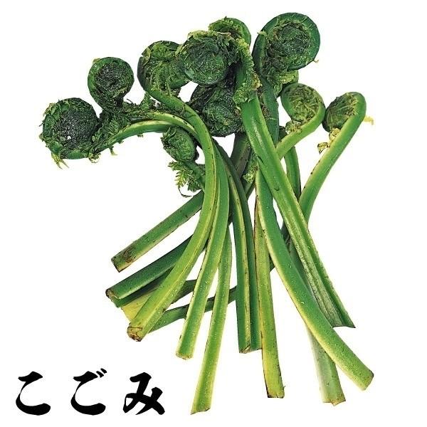 ●商品情報：ごごみ、別名クサソテツ。アクやクセが少なく、どんな料理法でもおいしく食べられます。●お届け状態：素掘苗●種類：シダ類●耐寒性：強/寒冷地でも地植えOK。●日照：日なた(夏:半日蔭)●収穫期：4〜5月