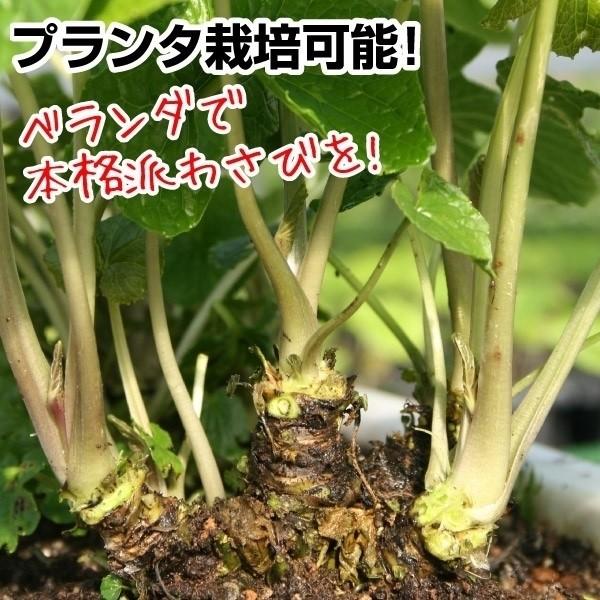 山菜大市●商品情報：なんと畑で栽培しても根茎が太り易いわさび! プランターでも栽培可能な人気品種です。●お届け状態：ポット苗●分類：多年草●収穫期(約)：周年●日照：日なた●耐寒性：強/寒冷地でも地植えOK
