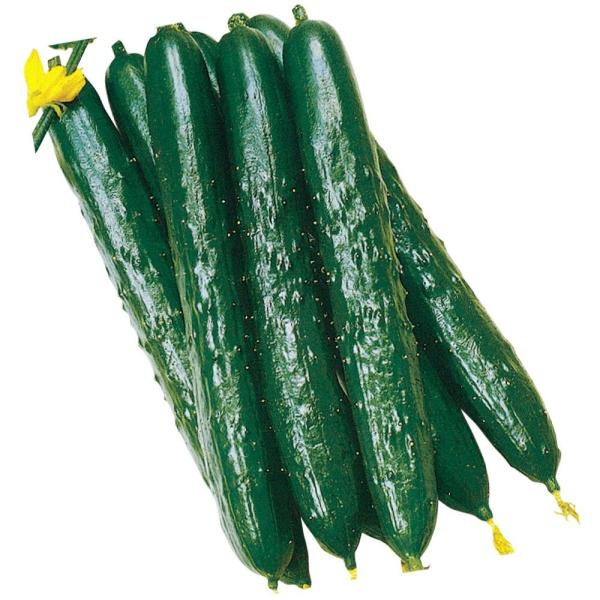 ●商品情報：耐暑性に秀れ、耐病生、特にウドンコ病、ベト病に強い耐病生を持つ、栽培容易な短系白イボ種。果は21〜22cmでよく揃い、果色は濃緑色で光沢があり、高温乾燥期にも色あせしない。肩張り良く尻太果や尻細果の発生が少なく、秀品率が極めて高...