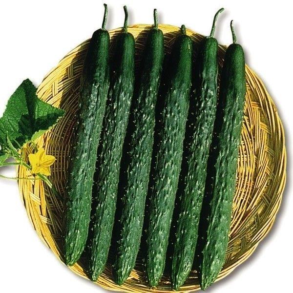 ●商品情報：短型青長×改良四葉の一代交配種。耐暑性強く草勢の強い、着果性抜群！●果長（約）：27〜28cm●お届け状態：種子●入り数：10粒●発芽適温：25〜30℃※発芽させるには播種床を上記の温度にしてください。●標準発芽率：85%●栽培...