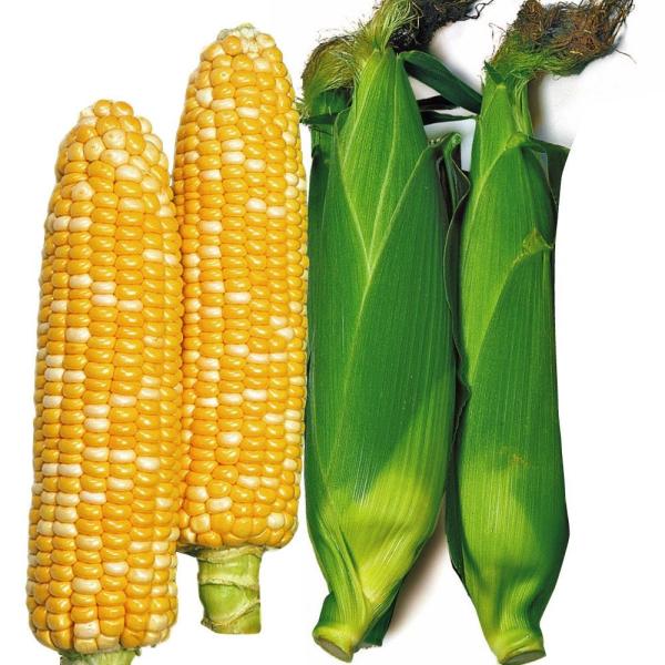 ●商品情報：約80日で熟す早生とうもろこしで、ボリュームのある穂は、甘味が強く美味しい。穂太りも良く400g以上の大型穂にも!●早晩生：早生●お届け状態：種子●入り数の目安：30mlあたり約90〜100粒※品種により差があります。●発芽適温...