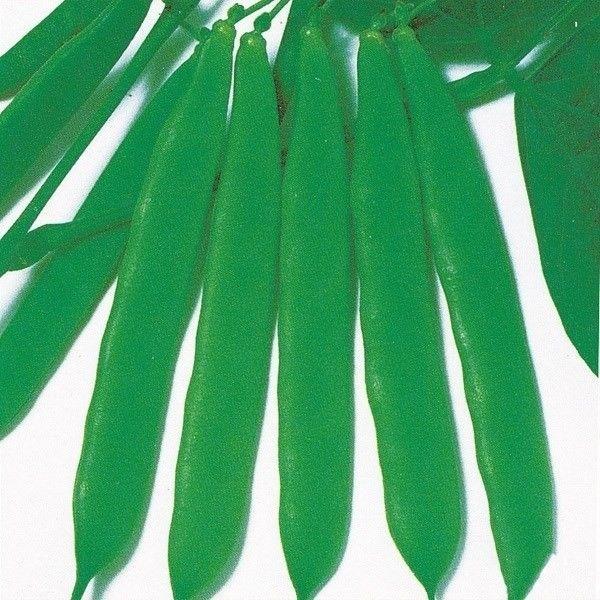 ●商品情報：すじなしで柔らかく風味抜群。●早晩性：極早生●莢長（約）：13cm●つるの有無：つるなし●お届け状態：種子●入り数の目安：30mlあたり約75〜110粒※入り数は目安です。品種により差があります。●発芽適温：23〜25℃※発芽さ...