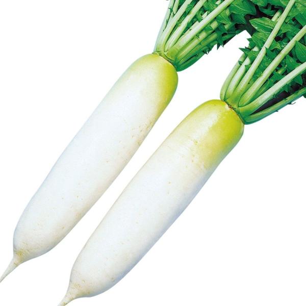 ●商品情報：尻の肉付き良く揃いも抜群！ 病気に強く美肌で艶があり、大人気の青首総太り大根。●根長（約）：37〜38cm●お届け状態：種子●入り数の目安：10mlあたり約200〜400粒※入り数は目安です。品種により差があります。●発芽適温：...