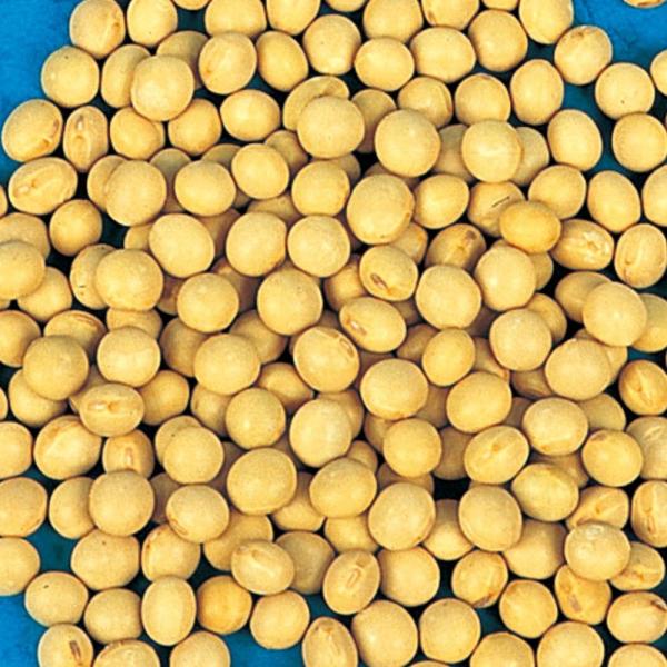 ●商品情報：日本の最高級大粒大豆。食べてみるとその甘味や香りが他の大豆と格別に違います。煮豆・豆菓子・スープ等にぴったり。枝豆でも美味しい品種です。●お届け状態：種子●入り数の目安：50mlあたり約100〜150粒※入り数は目安です。品種に...