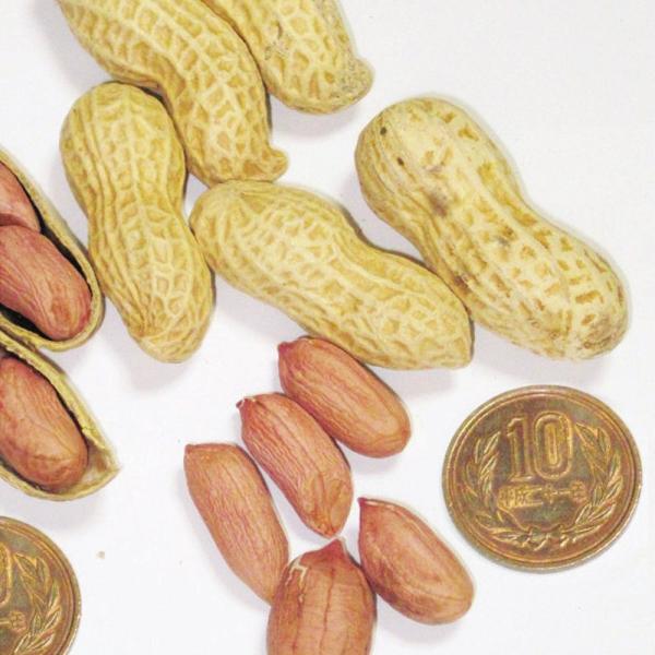 ●商品情報：夏から収穫でき、開花期後70〜75日で収穫できる早生の最高品種。ゆでるだけの簡単調理で非常に美味しく、ビールのお供に最高です。●お届け状態：種子●入り数の目安：25mlあたり約15〜20粒※入り数は目安です。品種により差がありま...