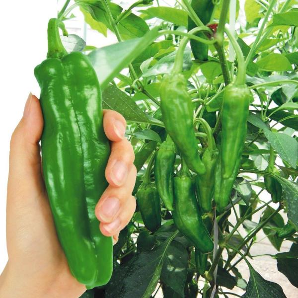 ●商品情報：辛みの少ない大型甘唐辛子。種が少ないため、煮物・炒め物等、あらゆる料理で大活躍！●果長（約）：10〜12cm●お届け状態：種子●入り数の目安：1mlあたり約80〜100粒※品種により差があります。●発芽適温：25〜30℃※発芽さ...
