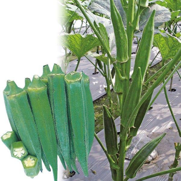 ●商品情報：分枝・着莢数が極めて多く、収穫が追い付かないくらいの豊産性。しかも、イボ莢・曲がり莢が少ない優秀品種。●お届け状態：種子●入り数の目安：10mlあたり約100〜130粒※品種により差があります。●発芽適温：25〜30℃※発芽させ...