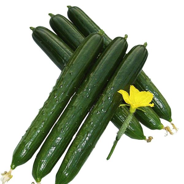 ●商品情報：耐病性抜群で育てやすく多収！　真夏の高温・乾燥・芯焼けに強く、草勢良くとっても丈夫で、果実肥大も安定し、春から秋まで収穫可能!　うどんこ病・べと病・褐斑病に強く、栽培簡単で、支柱仕立・地這栽培両方OK!濃緑色で色ツヤ良く、果肉は...