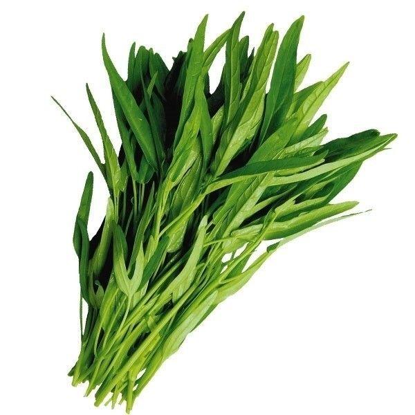 ●商品情報：細葉で極早生のまろやかエンサイ。クセがなく、生でサラダにすれば口当たりが良く絶品！ 若穫りして7cm位残せば、その後伸びた新芽を数回収穫可能！●お届け状態：種子●備考：播種や植え付け後の栽培条件、天候等によりその結果が異なること...