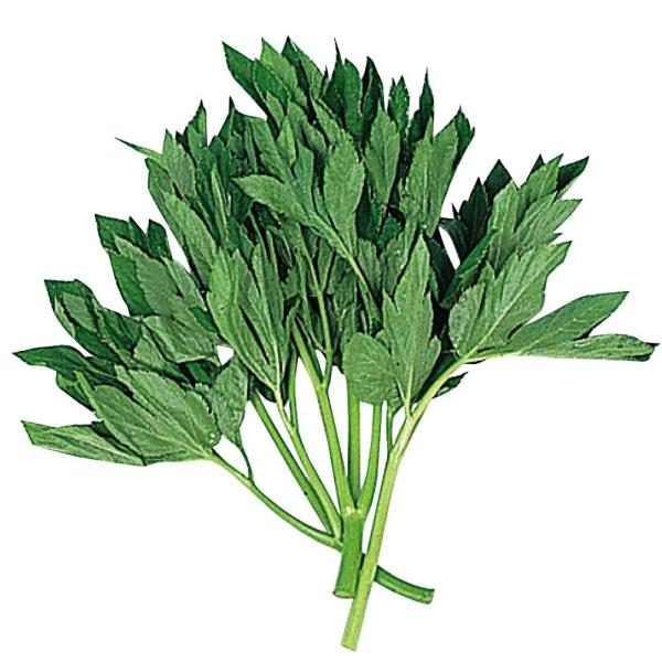 ●商品情報：栽培簡単で全国栽培OK！ 摘んでも次々と新芽が出ます。冬は5℃以上で管理し、春から収穫します。食物繊維・ビタミン類・カリウム等が豊富。●お届け状態：種子●備考：播種や植え付け後の栽培条件、天候等によりその結果が異なることがありま...