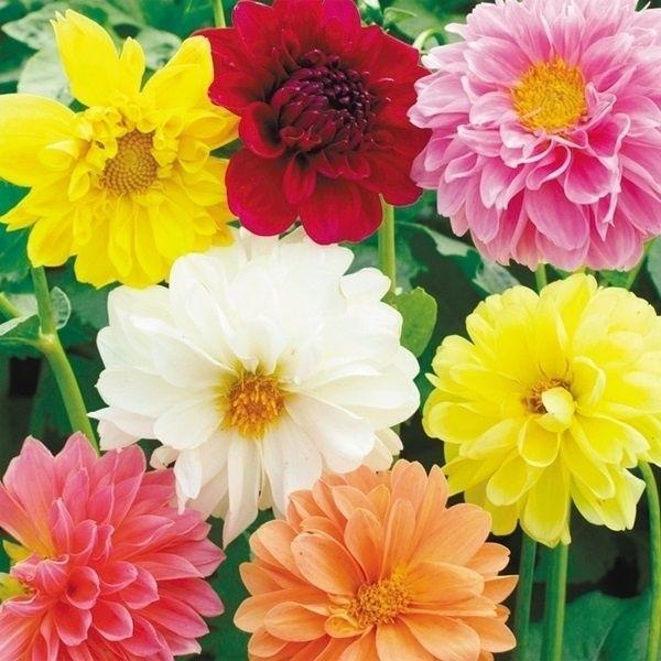 切花に最適●商品情報：花色・花形が豊富で選択肢が多いのが魅力。花壇や切花で存在感抜群!花後切り戻すと、秋にもう一度咲かせてくれる場合があります。●お届け状態：種●分類：多年草●花期(約)：6〜10月●草丈(約)：50cm ※種子の粒数はおお...