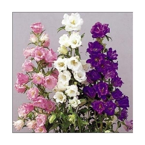 ●商品情報：二重咲きの大輪花。切花に!●お届け状態：種(1袋)●分類：2年草●花期：7〜8月●草丈：80cm●備考：※種子の粒数はおおよその目安を記載しております。実際の粒数とは多少差異がありますのでご了承下さい。また、粒の形状・大きさは、...