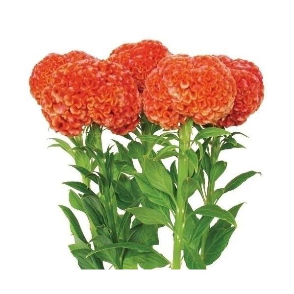 夏から秋の切花に●商品情報：ベルベットのような質感を持つ最高級の久留米けいとう。まん丸な花姿が大人気!●お届け状態：種●分類：1年草●発芽適温(約)：20〜25℃●花期(約)：6〜10月●草丈(約)：50〜120cm●栽培適地：庭・鉢・切花...