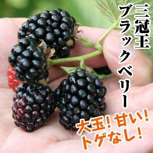 ●商品情報：生産者も唸らせるほど美味しいブラックベリー。つやつやと光沢のある黒い果実は、大実(1粒平均7.1g)の豊産性。酸味がほとんど感じられないほど甘く、生でパクパク食べられます！ ジャムやジュースにしても美味しい。樹勢が強いので育てや...