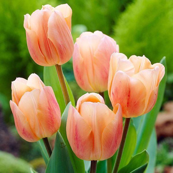 ●学名・英名：Tulipa Apricot Beauty●分類：一重早咲き Single Early●商品情報：入手困難! ピンク〜アプリコット色の淡い色合いが人気のチューリップの球根。2000年フラワーバルブオブザイヤー受賞花。ユリ科。●...