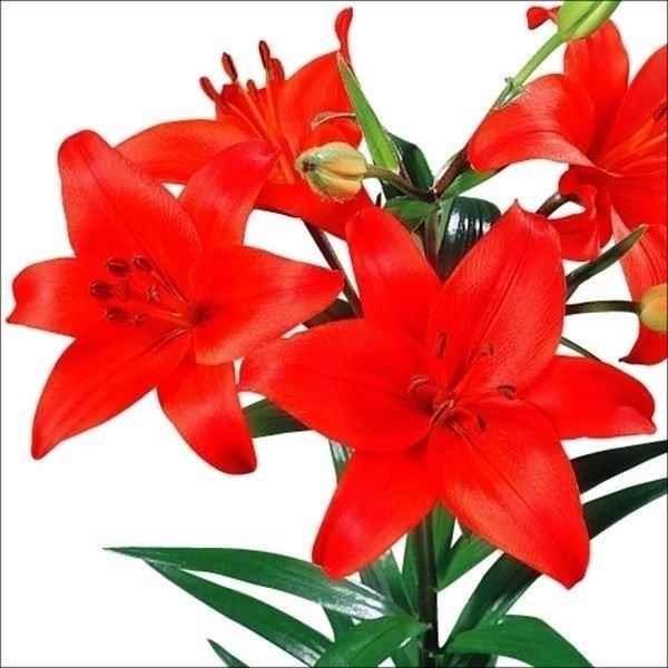 ●学名・英名：Lilium ●商品情報：大人気のお買得すかしゆりの球根。●お届け状態：球根●開花期：6月●草丈：80-120cm●耐寒性：強●日照：日なた●栽培適地：庭・鉢・切花●注意事項：※商品画像は開花後のイメージです。