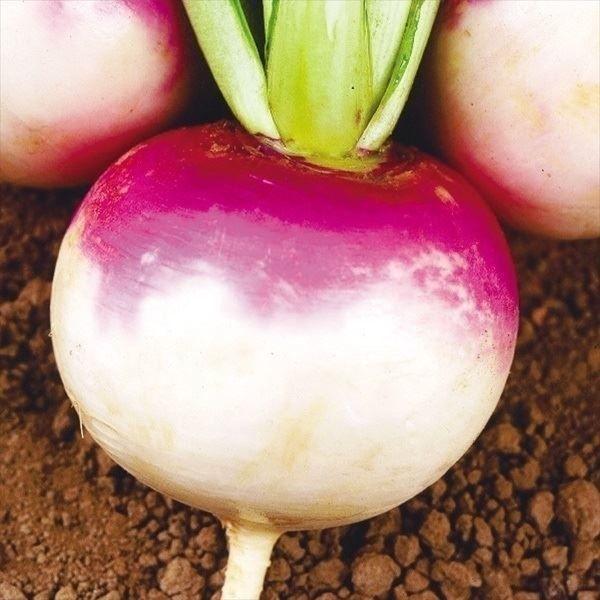 ●商品情報：柔らかくて甘味強い！ 甘酢漬けにおすすめ。●根径（約）：8〜10cm●お届け状態：種子●入り数の目安：10mlあたり約1000〜1500粒入り※品種により差があります。●発芽適温：20〜25℃※発芽させるには播種床を上記の温度に...