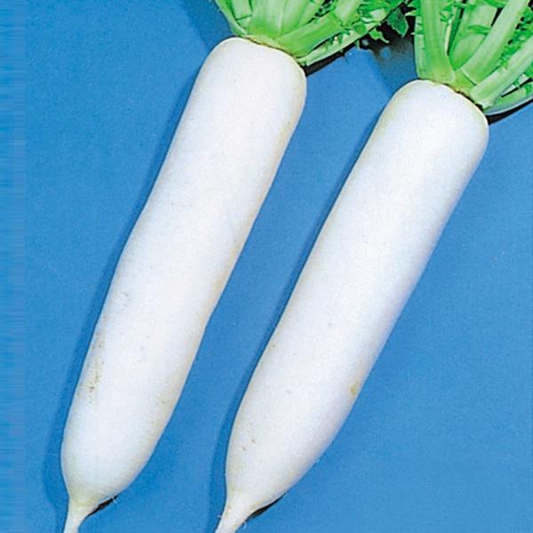 ●商品情報：和歌山の伝統野菜。白肌が美しく、肉質緻密で甘くて旨い!●根長（約）：35cm●用途：生・漬・煮物●お届け状態：種子●入り数の目安：10mlあたり約200〜400粒入り※品種により差があります。●発芽適温：15〜30℃※発芽させる...