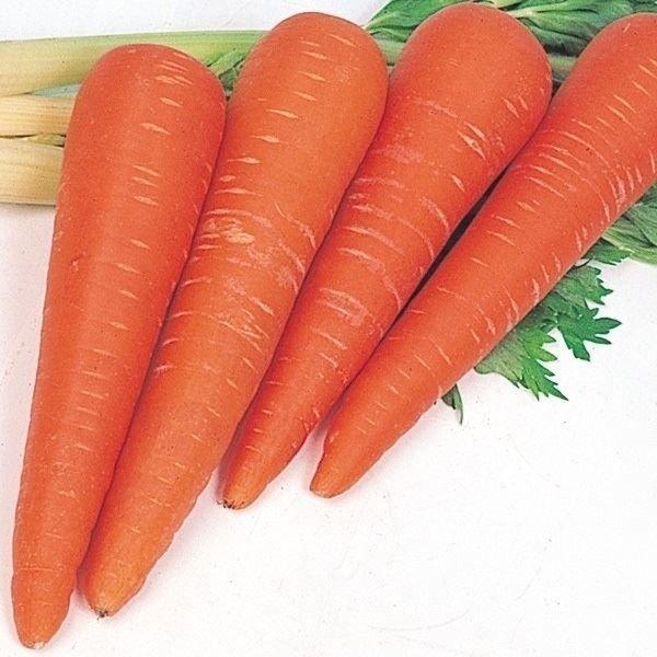 ●商品情報：見事な太長で甘味多く、肉質も柔らかで生食でも旨い！●根長（約）：25cm●お届け状態：種子●入り数の目安：10mlあたり約2000〜3000粒入り※品種により差があります。●発芽適温：15〜25℃※発芽させるには播種床を上記の温...