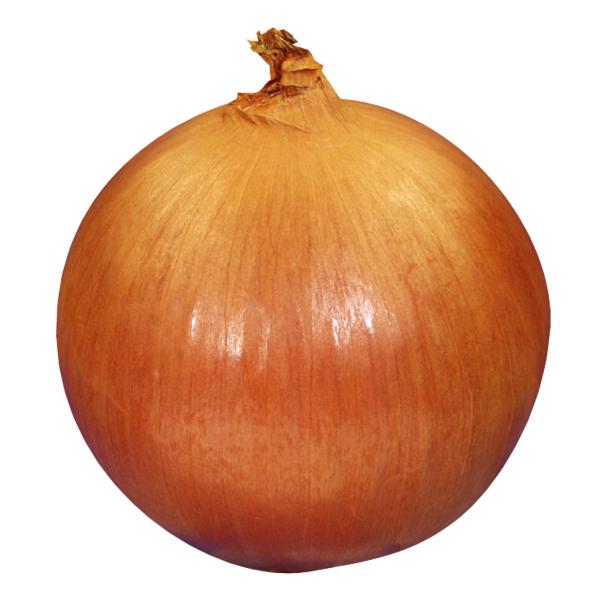 ●商品情報：貯蔵性も高く多収! 定番人気品種です。●球重（約）：330g●早晩性：中晩生●貯蔵期間（約）：12月頃まで●お届け状態：種子●入り数の目安：5mlあたり約400〜500粒入り※品種により差があります。●発芽適温：15〜20℃※発...