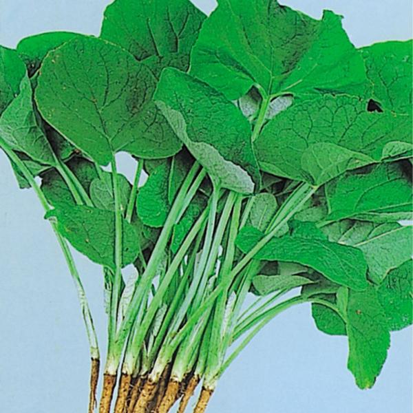 ●商品情報：根だけではなく葉や茎も食用になる。強健で生育速い。天ぷらやごま和え、炒め物などに。●根長（約）：―●早晩性：早生●入り数の目安：15mlあたり約400〜600粒入り※品種により差があります。●発芽適温：20〜25℃※発芽させるに...