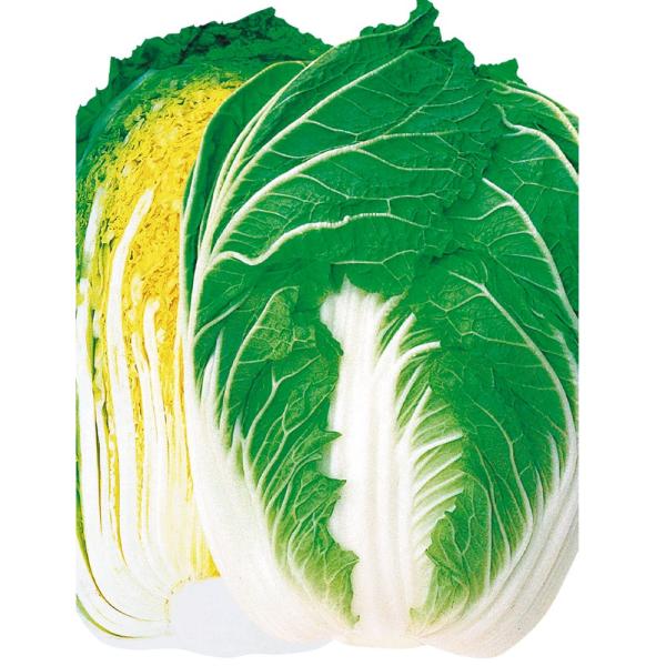 ●商品情報：TVで特選素材としても紹介！今まで食べた白菜は何だったのかと驚愕するほど、繊維を感じさせない柔らかさとジューシーさ。非常に滑らかな舌ざわり・歯ざわり・口腔の中に広がる甘味…そして喉ごしに至るまで全てが極上この上無し！ 旨いもん(...