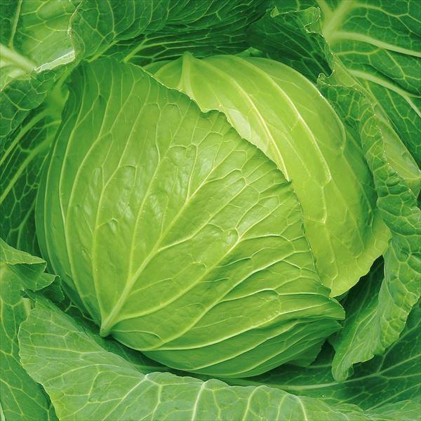 ●商品情報：肥大性良好な秋キャベツ！結球性に優れ、肥大性の良好な品種で、特に夏まき秋どり栽培に最適。球は鮮緑色の扁円甲高球で裂球が遅く、玉揃い抜群。肉質は柔らかく甘味があって歯触りよく、生食・炒め物などで美味しい。●球重（約）：1〜1.5k...