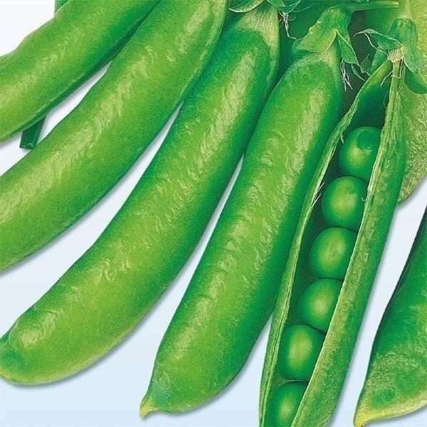 ●商品情報：「フルーツエンドウ」とも称されるくらい甘味が強くて美味しい！ 暖地で夏まきすれば10月頃から収穫可能です。草勢旺盛で草丈180cm程になり、実はボリューム満点!豆ごはんや玉子とじ、サラダにもおすすめです。●早晩性：極早生●つるの...