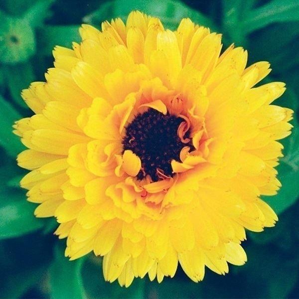 ●商品情報切花に定番の花●お届け状態種●分類1年草●花期(約)3〜6月●草丈(約)60cm※種子の粒数は、目安を記載しております。実際の粒数と差異がありますが、ご了承ください。採種地の気候等の播種条件により粒状・大きさが異なる場合があります...