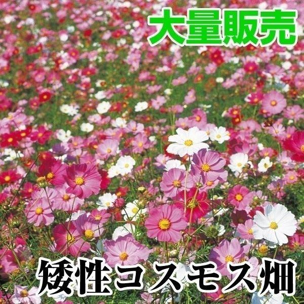 【花たね】【花種】【種】草丈低く作りやすい!商品情報日本の秋の風物詩、コスモス畑をご自宅で!やせ地でも育つ程強健で、栽培簡単。7月頃の播種で年内に開花します。お届け状態種(1袋)分類1年草播種床温度15〜20℃花期8〜11月草丈60cm播種...