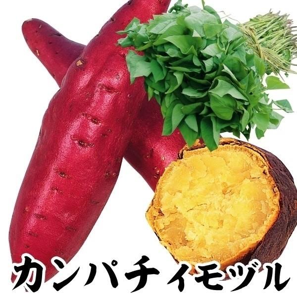 ふんわりホクホク!甘味抜群の豊産性品種●商品情報：ふかして食べると、まるで蜜を溶かしこんだように甘〜く、舌触りはふんわりホックホクなさつまいも!「すべてのイモに優る味」と、評判も高い傑作品種で、しかも豊産性です。●お届け状態：イモヅル●粘度：粉質