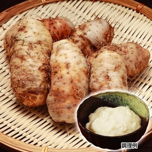 注目の健康いも●商品情報：別名「クーガイモ」、「ハリイモ」とも呼ばれ、沖縄で栽培されてきたヤムイモの仲間。栄養豊富と注目されてきたヤムイモの中でも、機能性成分が最も多く含まれているとされているのがこの「トゲドコロ」なのです。食べ方:ヤマイモ...