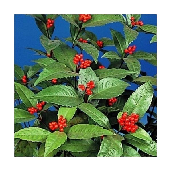 ●商品情報：千両はお正月には欠かせない縁起木。つぶらな実と葉のコントラストが美しい。シェードガーデンにも!!●お届け状態：挿木2年生9cmポット苗●分類：常緑樹●開花期：6月●実の観賞期(約)：11〜1月●生長後の樹高(約)：0.6〜1m●...