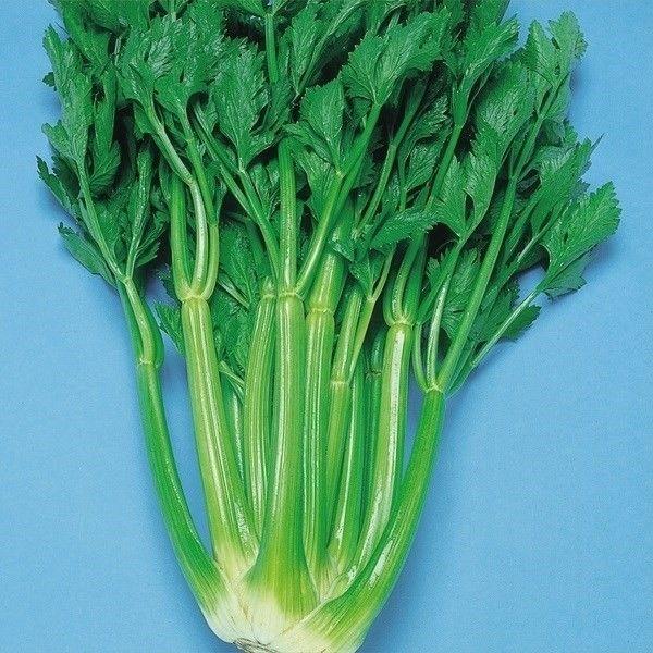 ●商品情報：茎長く肉厚のセルリー！●お届け状態：種子●備考：播種や植え付け後の栽培条件、天候等によりその結果が異なることがありますが、弊社の責と考えられる結果不良の責めはお買い上げ代金の範囲内とさせていただきます。また、果重・糖度などはおよ...