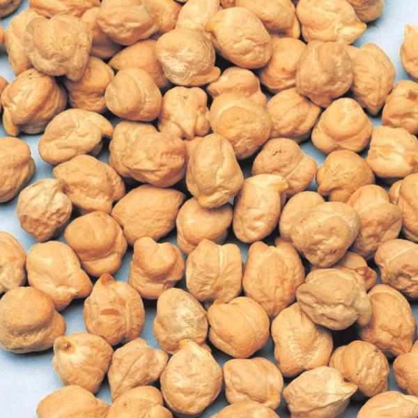 ●商品情報：カレーやスープに大人気のひよこ豆！ 90〜100日で収穫できる早生品種で、ナスのような形の莢に1〜2粒のマメが入ります。草丈約50cmでガッシリとした半立性になり、株中の節々に白い花をたくさん咲かせます。乾燥を好むため、高温多湿...