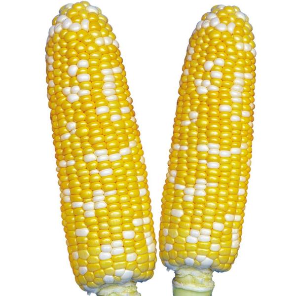 ●商品情報：相対生育日数約82〜83日で収穫できる早生品種。草丈は160cm程度でコンパクトながら、茎太・葉広でがっちりしていて栽培しやすい。穂は円筒形で太くなり皮付き重で約430gとボリュームがある。生でも美味しい早生性・穂のボリューム・...