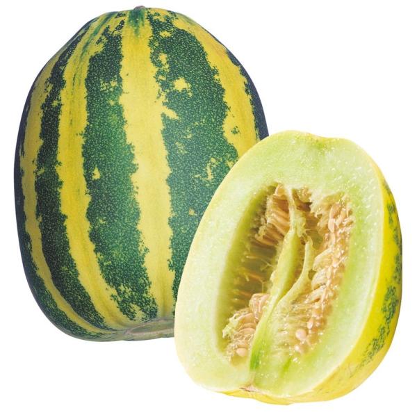 ●商品情報：まるでスイカみたいなユニークな縞模様のメロン。果肉は白色で、風味抜群で口当たりも良く甘い。晩生品種。●果重（約）：350g●お届け状態：種子●入り数の目安：1mlあたり約10〜15粒※品種により差があります。●発芽適温：25〜3...