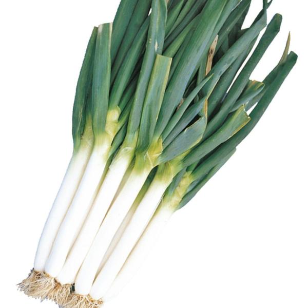 ●商品情報：「下仁田」と1本ネギの交配で誕生。短くて太い軟白部は、あの「下仁田」より伸長性・肥大性に優れ太葱の決定判。肉厚で大変柔らかく甘味に富むので、煮ても焼いても絶品。生育旺盛で育てやすく、家庭菜園初心者に最適です。●軟白部（約）：30...